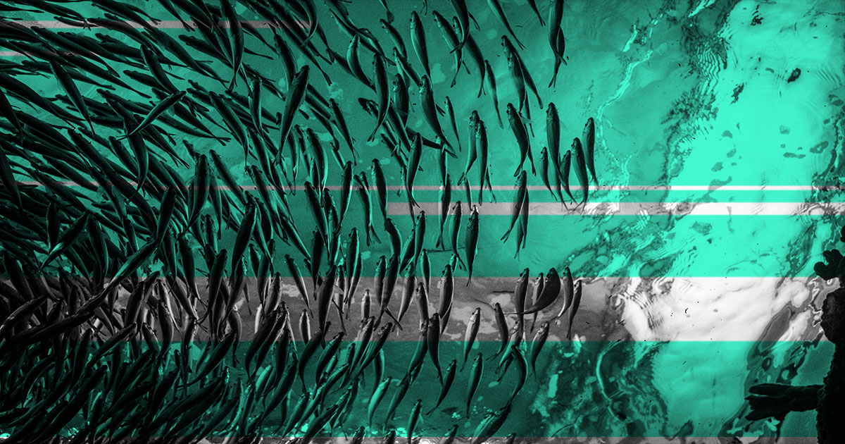 W3LL Phishing Kit Targets Microsoft 365 Accounts | Decipher